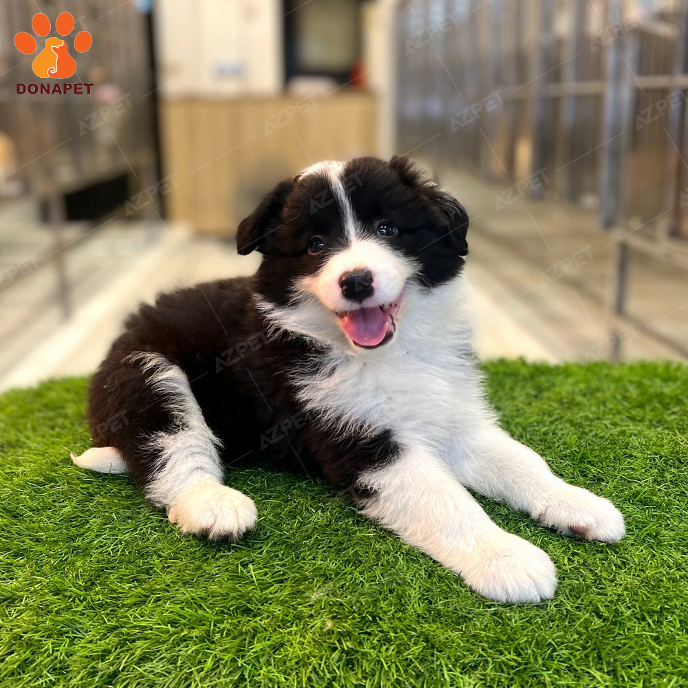 Giá chó Border Collie bao nhiêu, địa chỉ bán Border Collie giá tốt